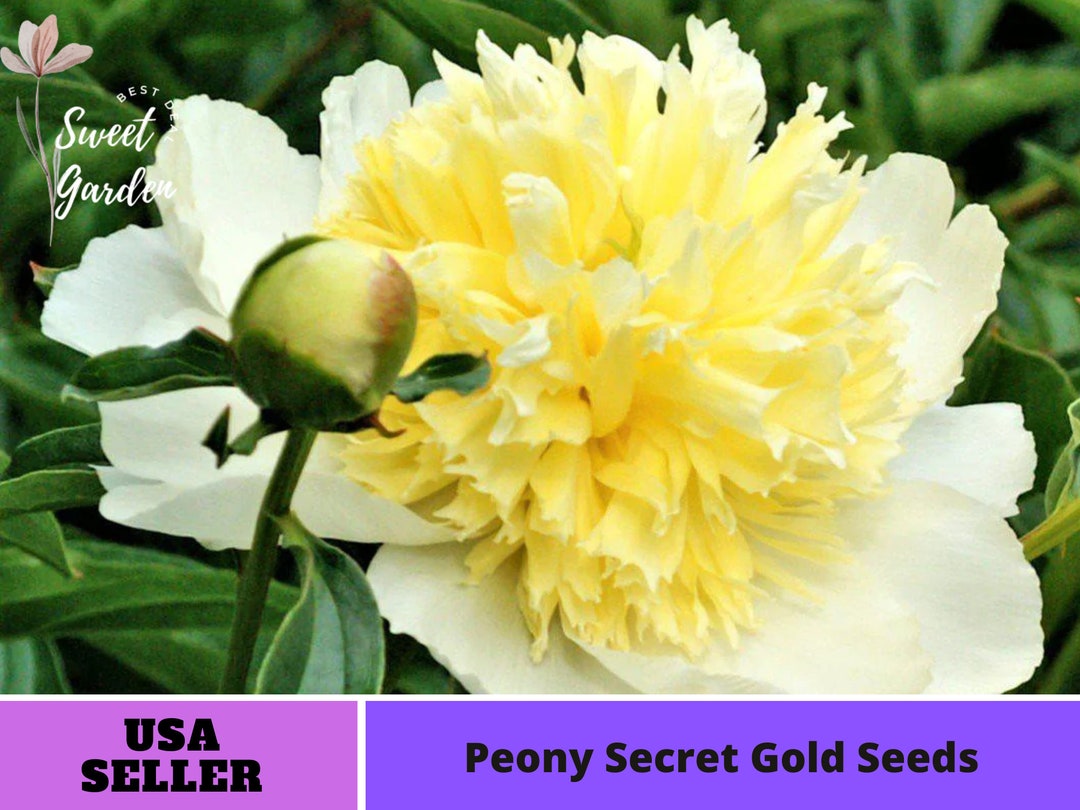 10 Rare Seeds Peony Secret Gold Seeds-perennial authentic Seeds-flowers ...