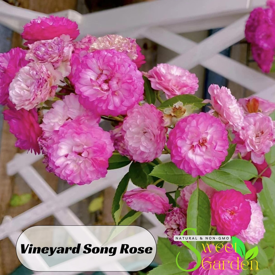 Vineyard Song Rose Seeds - Perennial - Authentic Seeds - Flowers - Easy ...