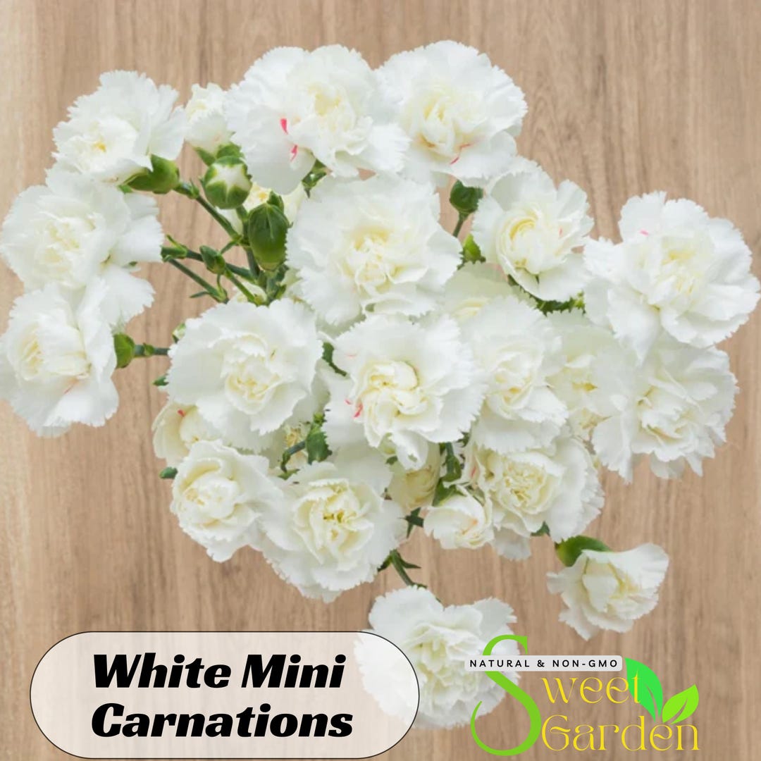 Moonberry Light Purple Mini Carnation - Authentic Seeds - Dianthus ...