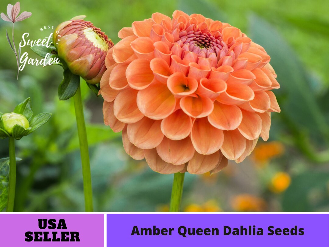 Amber Queen Dahlia Seeds-perennial authentic Seeds-flowers organic. Non ...