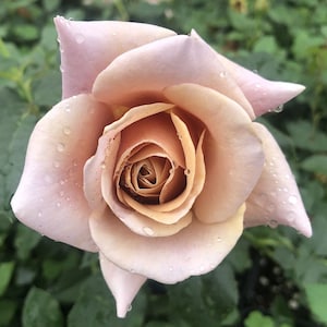 Koko Loko Floribunda Rose Seeds - Perennial - Authentic Seeds - Flowers ...