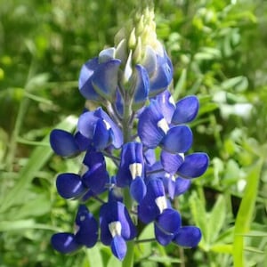 Lupinus Texensis (texas Bluebonnet) Seeds- Lupinus - Bluebonnet ...