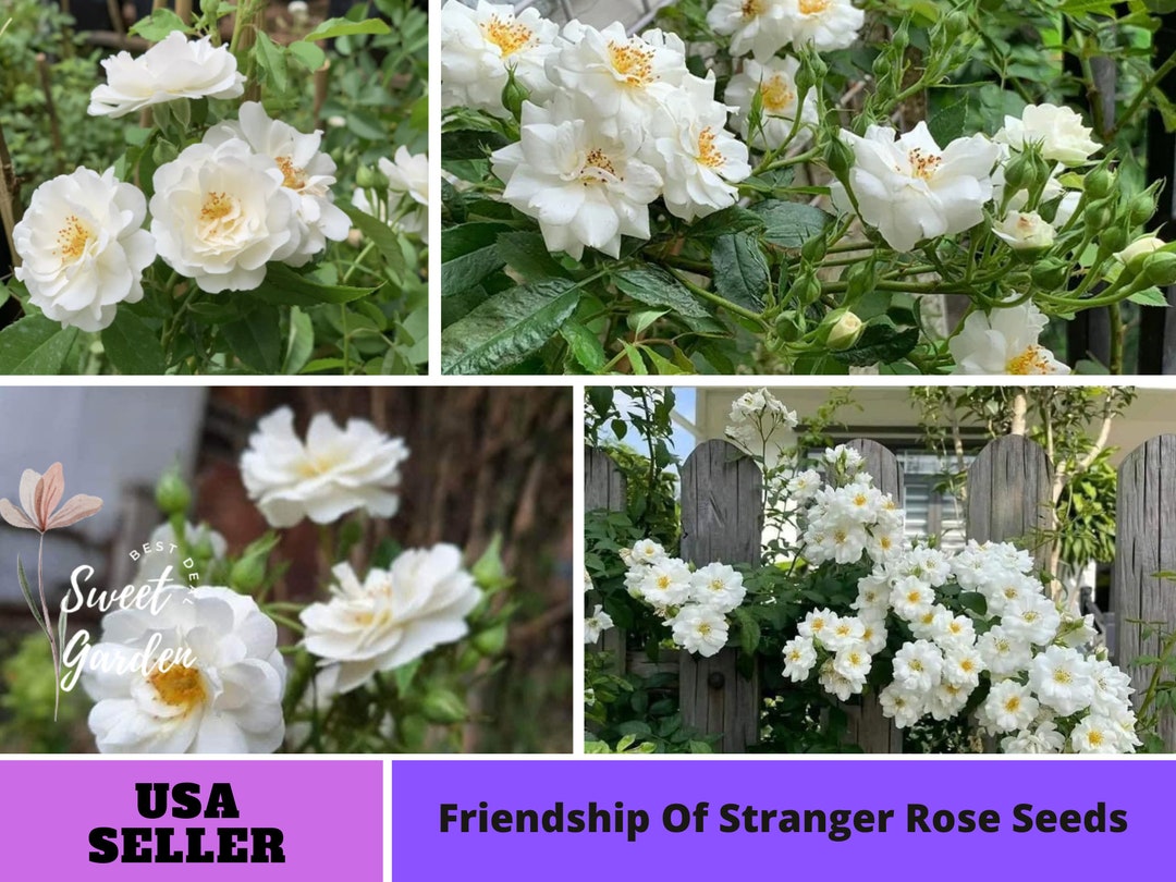 Friendship of Stranger Rose Seeds Perennial Authentic Seeds Flowers ...