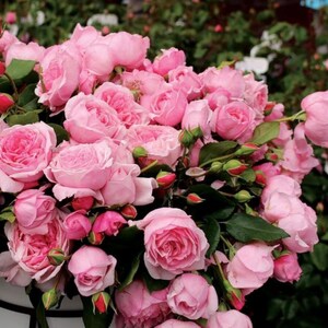 Pink Climbing Rose Seeds - Perennial - Authentic Seeds - Flowers - Easy ...