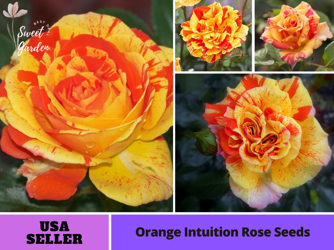 Orange Intuition Rose Seeds Perennial Authentic Seeds Flowers Easy to ...