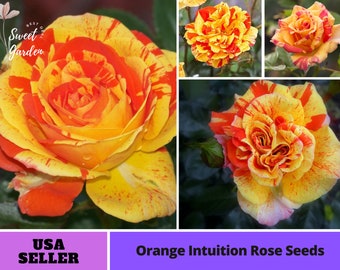 Orange White Rose Seeds perennial authentic Seeds-flowers organic. Non ...
