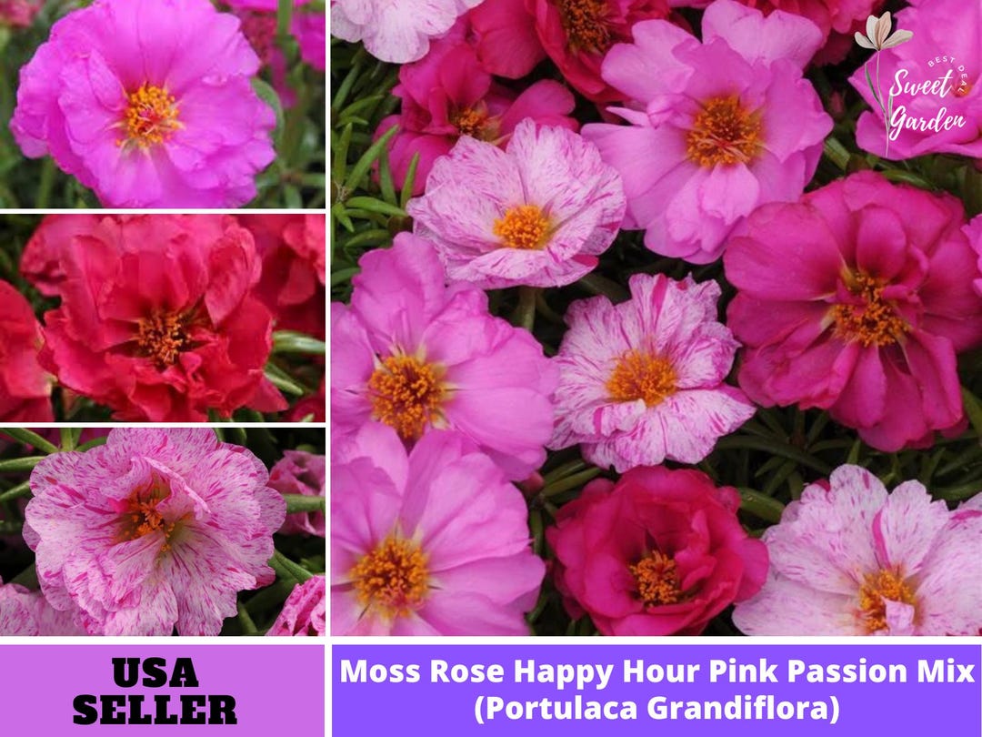 Moss Rose portulaca Grandiflora Happy Hour Pink Passion Mix Seeds ...
