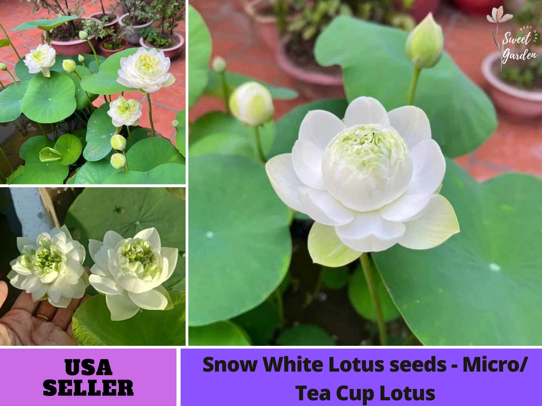 5 Rare Seeds Snow White Lotus Seeds Micro/ Tea Cup Lotus Indian Lotus ...