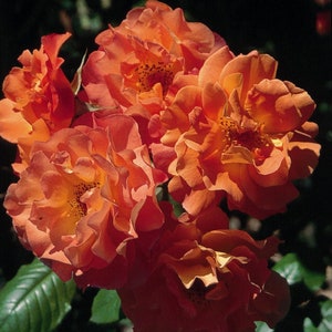 Westerland' Climbing Rose Seeds-perennial authentic Seeds-flowers ...
