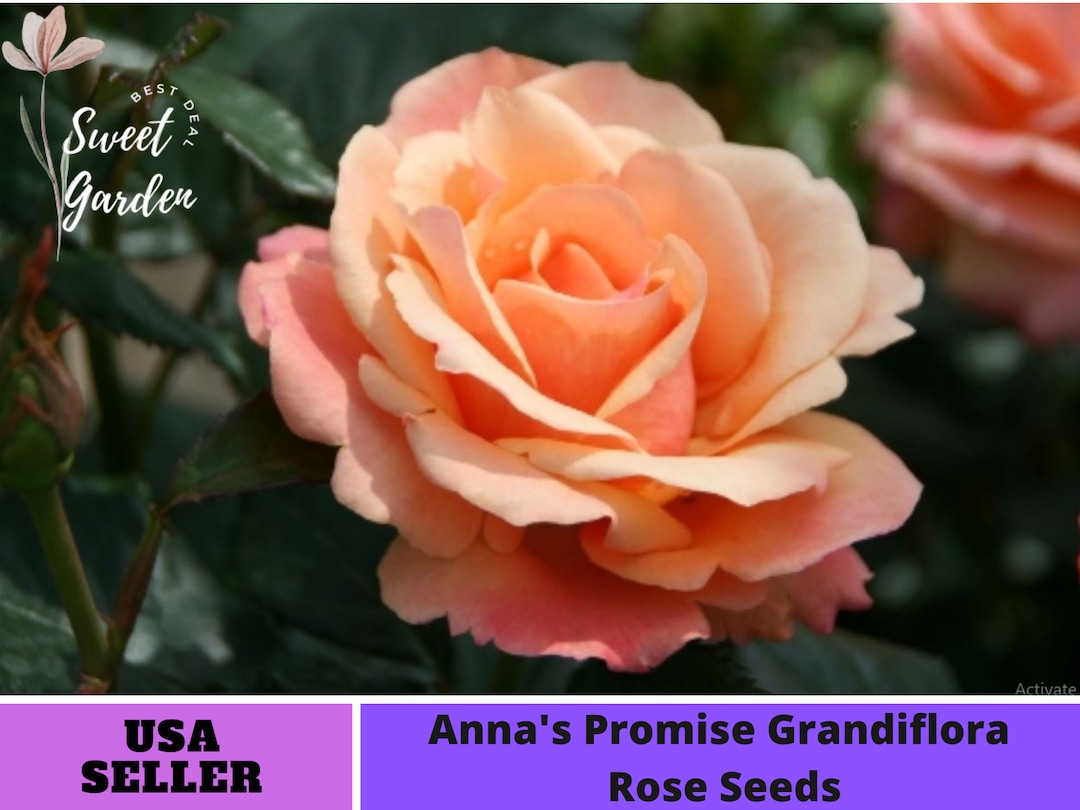 Anna's Promise Grandiflora Rose Seeds-perennial authentic Seeds-flowers ...