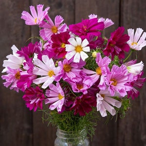 50s|seashells Mix Cosmos Seeds - Annual - Authentic Seeds - Flowers ...