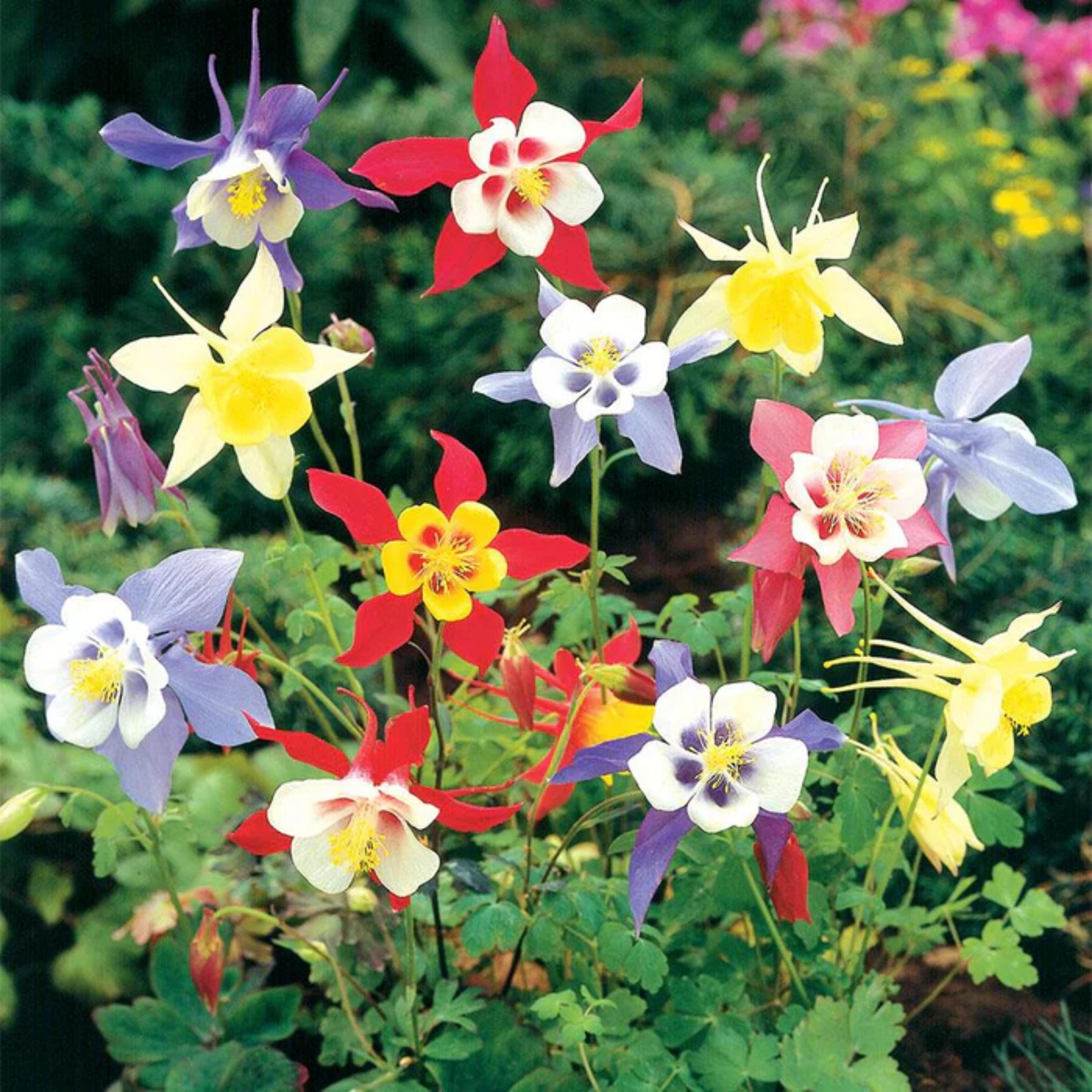 Mckana Giant Mix Columbine Seeds - Cold Resistant - Deciduous - Potted ...