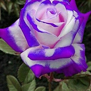 Purple Haze Rose Seeds Perennial Authentic Seeds Flowers Easy to Grow ...