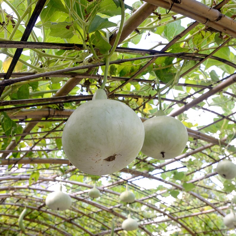 10s| Round Bottle Gourd Seeds – Easy Grow Vegetable – Annual – Organic ...