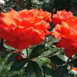 Tropicana Hybrid Tea Rose Seeds- Perennial - Authentic Seeds - Flowers ...