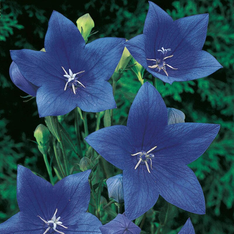 60 Seeds Blue Balloon Flower Seeds perennial authentic - Etsy