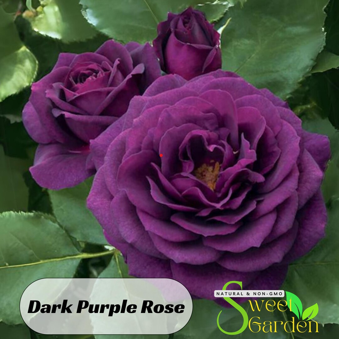 Dark Purple Rose Seeds - Perennial - Authentic Seeds - Flowers - Easy ...