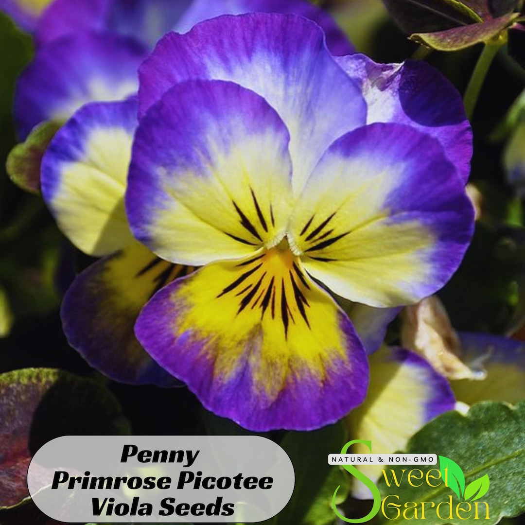 Penny Primrose Picotee Viola Seeds - Cold Resistant - Self-pollinating ...