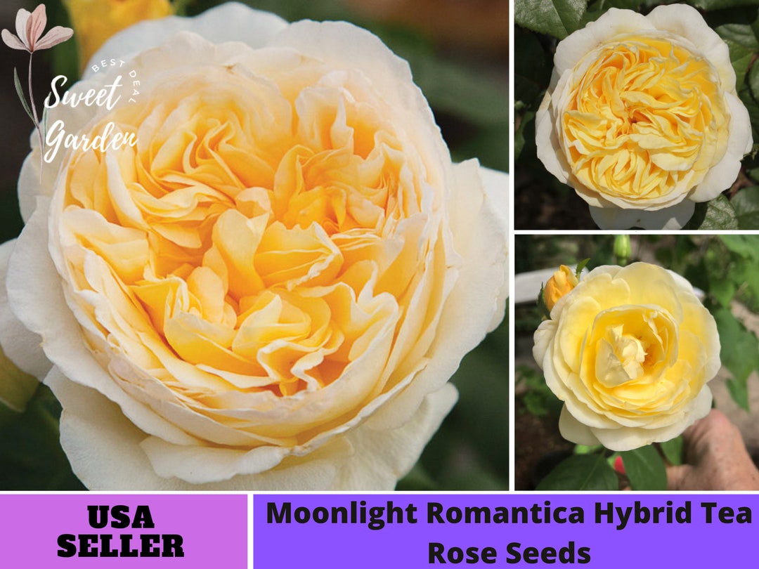 Moonlight Romantica Hybrid Tea Rose Flower Seeds Perennial Authentic ...