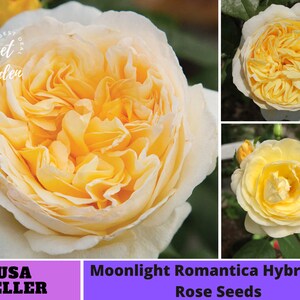 Moonlight Romantica Hybrid Tea Rose Flower Seeds Perennial Authentic ...