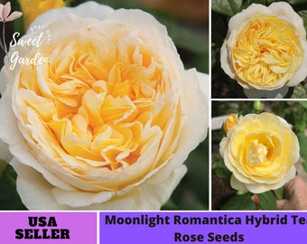 Dancing Rose Seeds perennial authentic Seeds-flowers organic. Non Gmo ...
