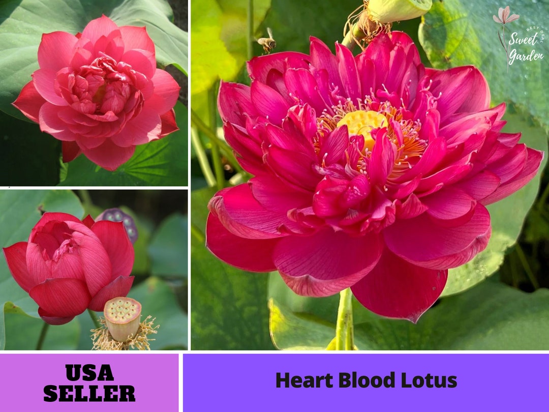 5 Rare Seeds Heart Blood Lotus Seeds Indian Lotus nelumbo Nucifera ...