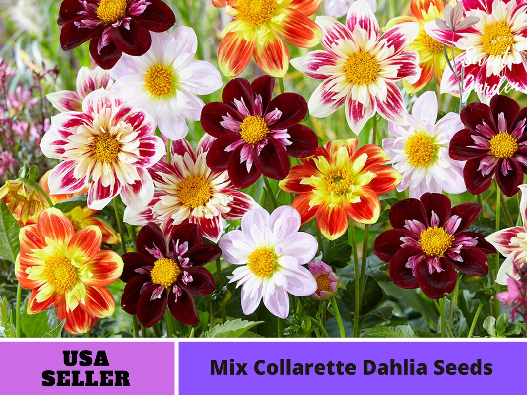 Mix Collarette Dahlia Seeds Perennial Authentic Seeds Clumping Dahlia ...