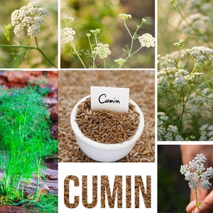 15 Seeds-cumin - Cuminum Cyminum Cumin - Cuminum Cyminum Seeds ...