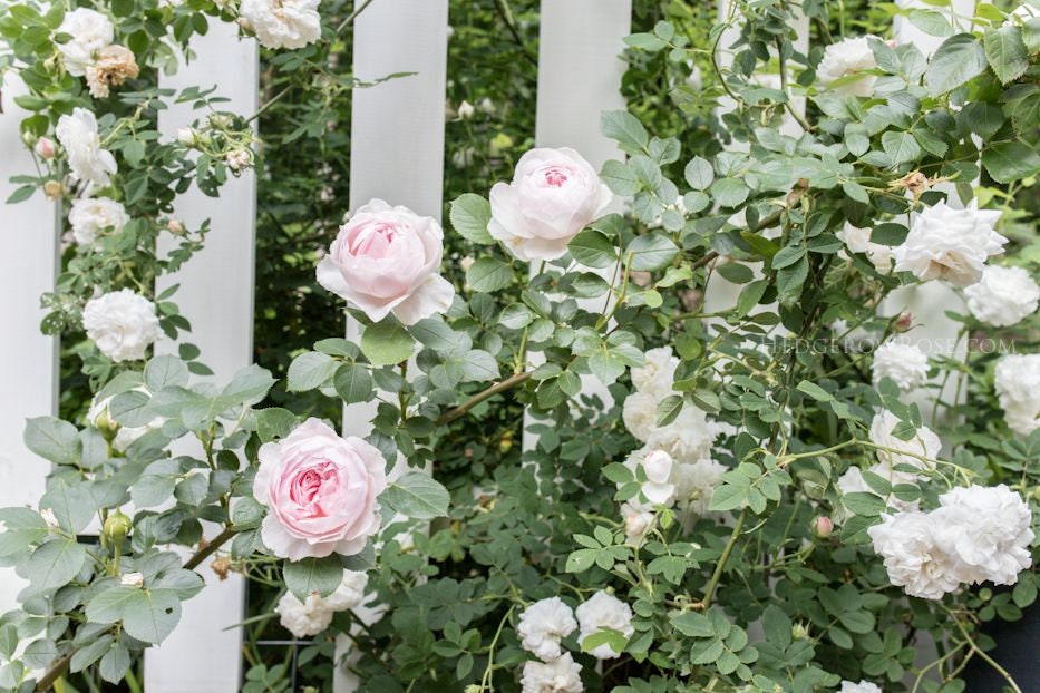 32 Seeds Earth Angel Rose Seeds-perennial authentic - Etsy