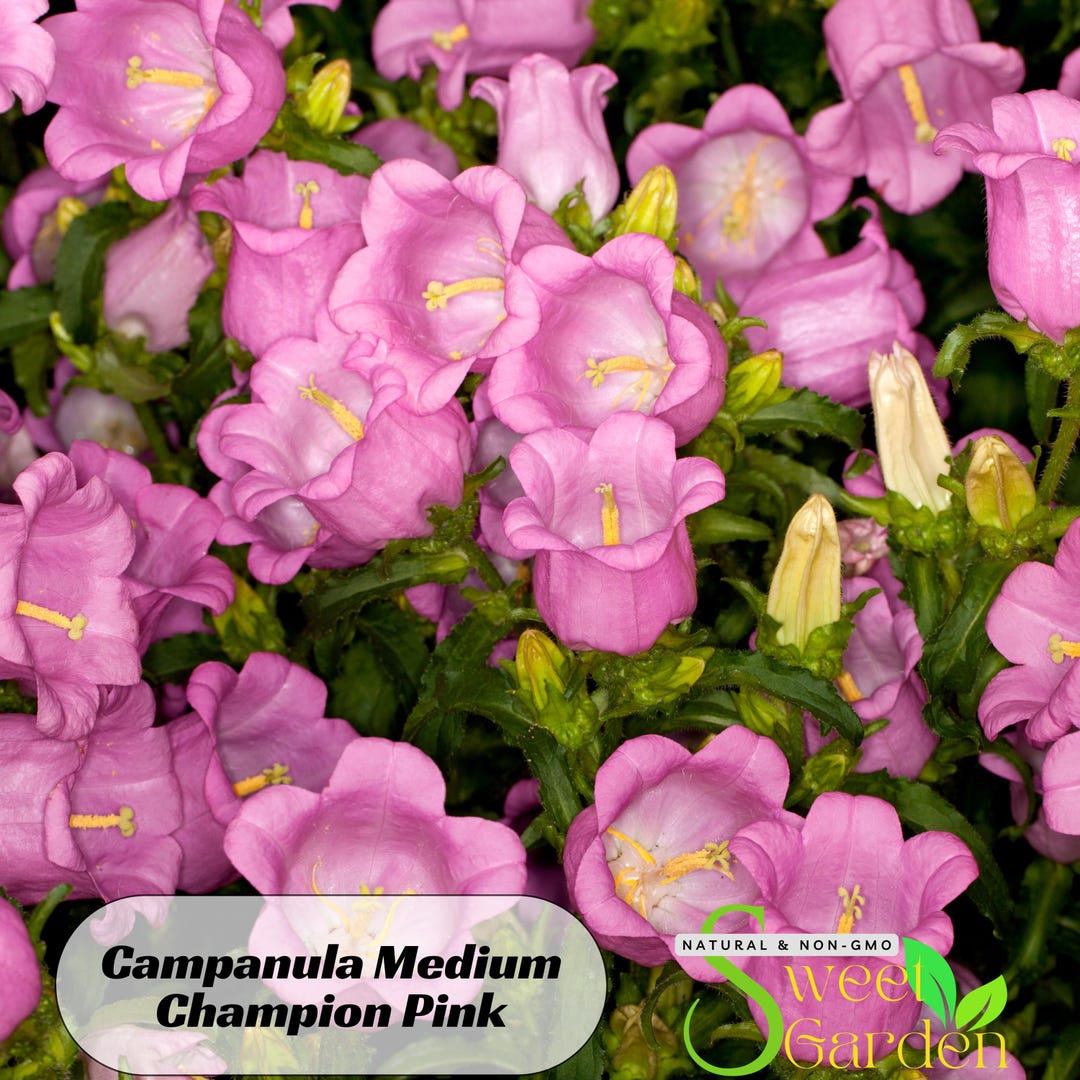 Campanula Medium Champion Pink Seeds - Canterbury Bells Seeds-authentic ...