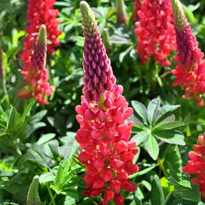 Lupinus ‘beefeater’ (lupine) Seeds- Lupinus - Bluebonnet - Authentic ...