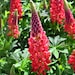 Lupinus ‘beefeater’ (lupine) Seeds- Lupinus - Bluebonnet - Authentic ...