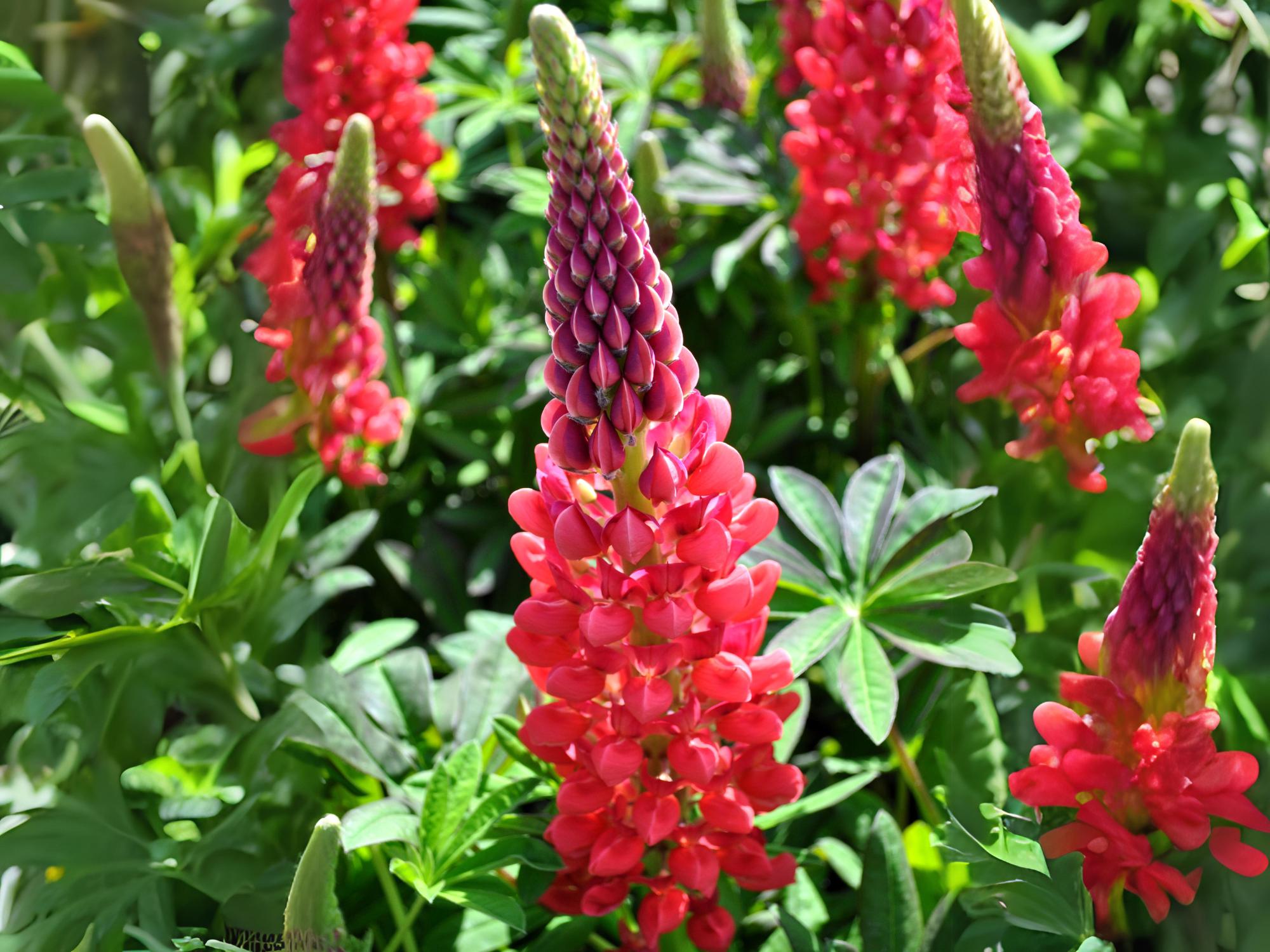 Lupinus ‘beefeater’ (lupine) Seeds- Lupinus - Bluebonnet - Authentic ...