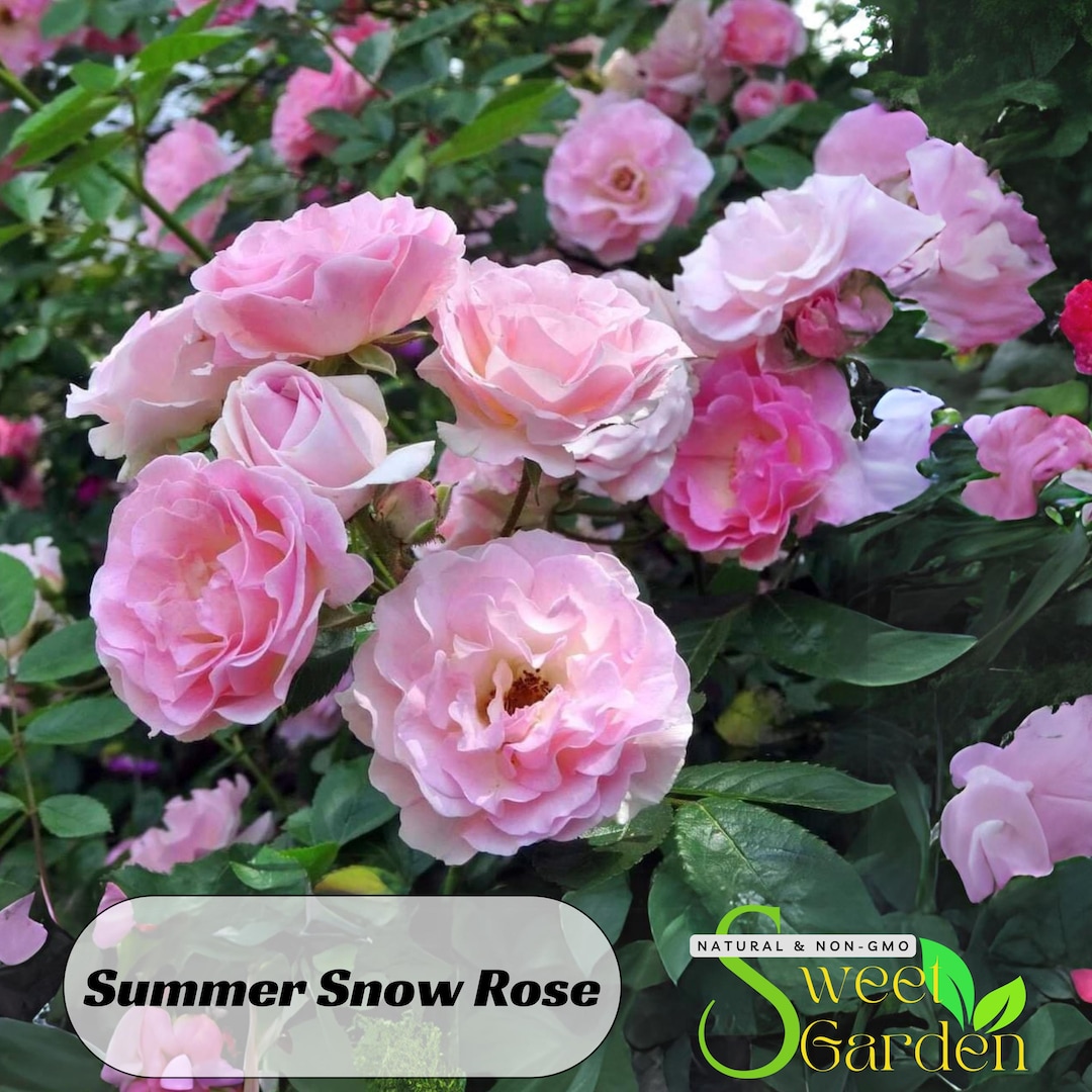 White Summer Snow Rose Seeds - Perennial - Authentic Seeds - Flowers ...