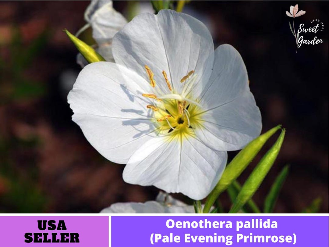Oenothera Pallida pale Evening Primrose Seeds Suncups Medicinal Herb ...