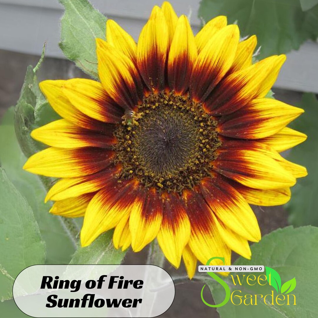 Ring of Fire Sunflower Seeds - Helianthus Annuus - Annual - Authentic ...