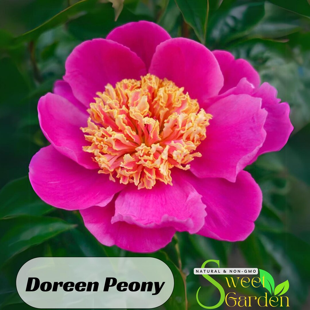 10+ Seeds| Doreen Peony Seeds - Perennial - Authentic Seeds - Flowers ...