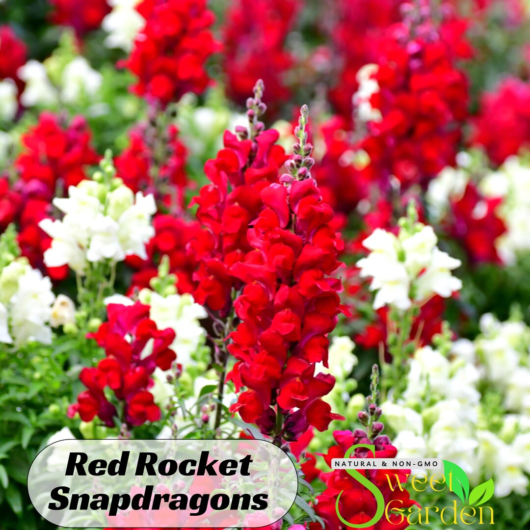 Red Rocket Snapdragons Seeds - Cold Resistant - Potted - Attracts ...
