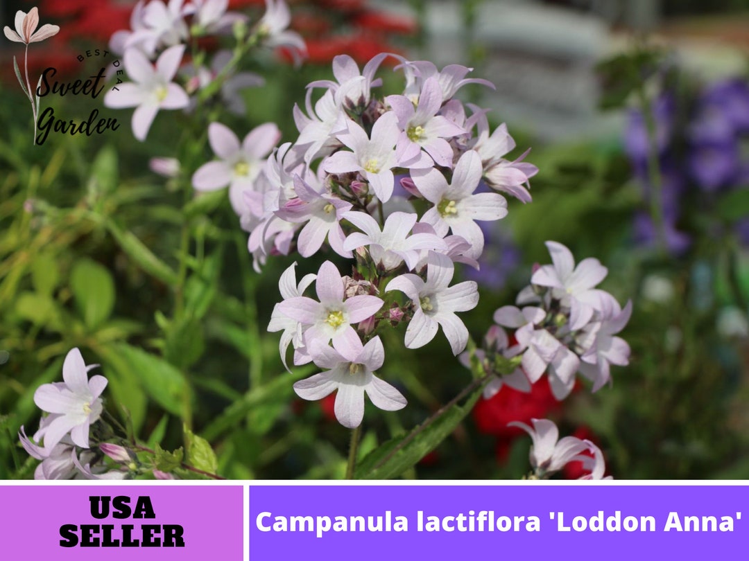 Campanula Lactiflora 'loddon Anna' Perennial authentic Seeds vegetable ...