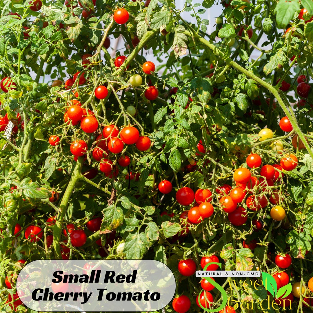 Small Red Cherry Tomato Seeds -perennial -authentic Seeds-flowers ...