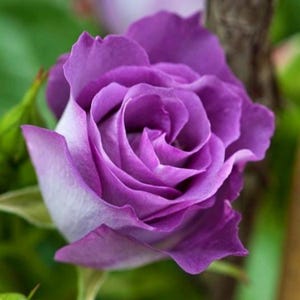 Light Purple Rose Seeds - Perennial - Authentic Seeds - Flowers - Easy ...