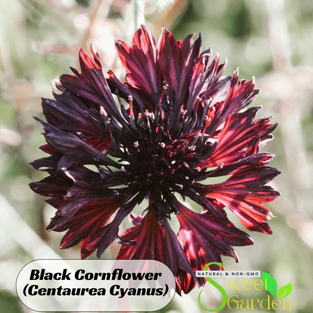 15 Seeds-cornflower, Black (centaurea Cyanus)s| Cornflower, Black ...
