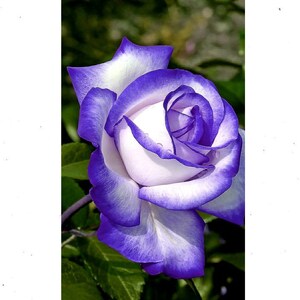 Purple White Rose Seeds Perennial Authentic Seeds Flowers Easy to Grow ...