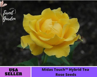 25 Rare Seeds Midas Touch Hybrid Tea Rose Seeds perennial authentic ...