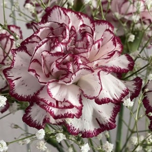 Bicolor Dark Pink Carnations- Dianthus Seeds - Authentic Seeds ...