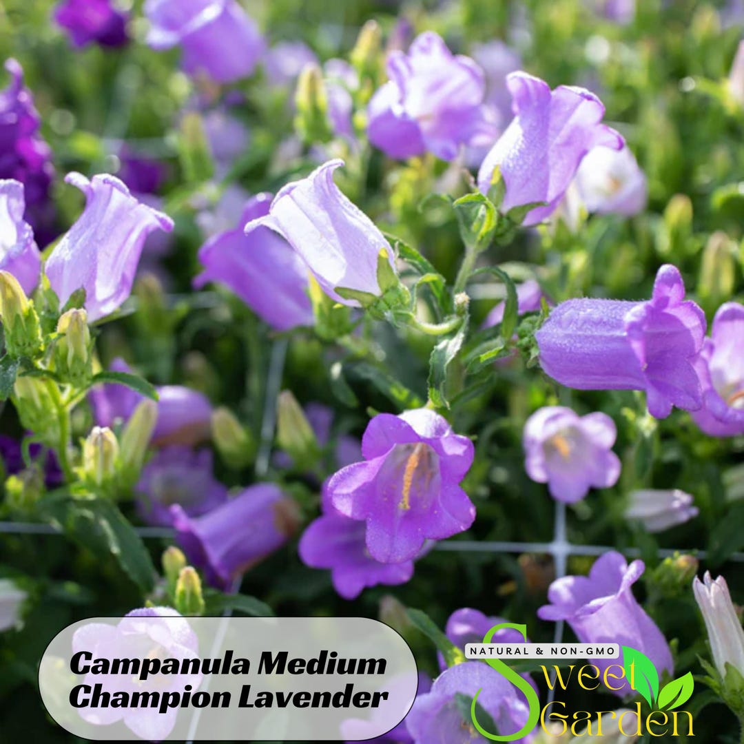 Campanula Medium Champion Lavender Seeds - Canterbury Bells Seeds ...