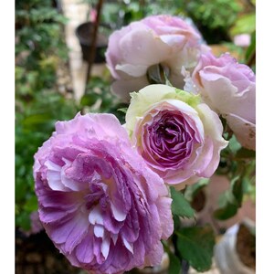 Blue Moonstone Rose Seeds Perennial Authentic Seeds Flowers Easy to ...
