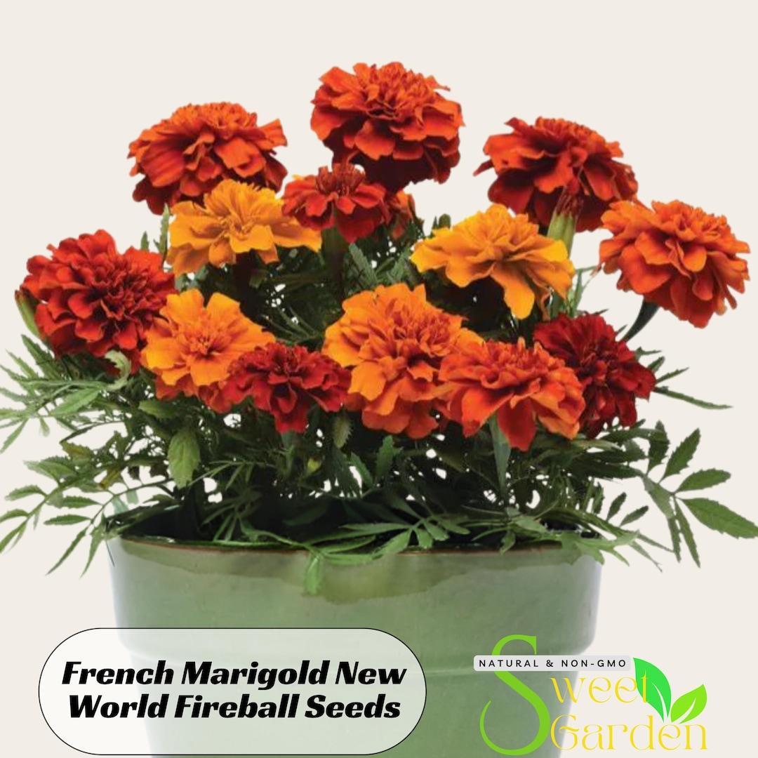 French Marigold New World Fireball Seeds - Edible -open-pollinating ...
