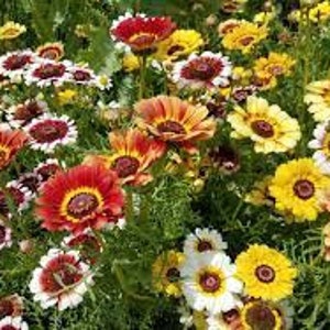 Painted Daisy Seeds - Perennial - Authentic Seeds - Daisy Flowers ...