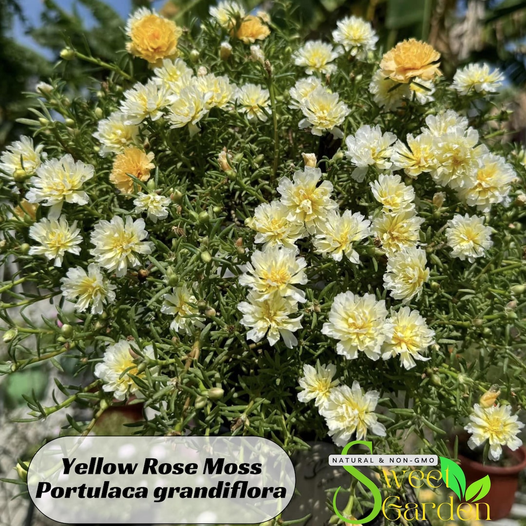 Yellow Rose Moss Portulaca Grandiflora Seeds - Sundial Mix Seeds ...